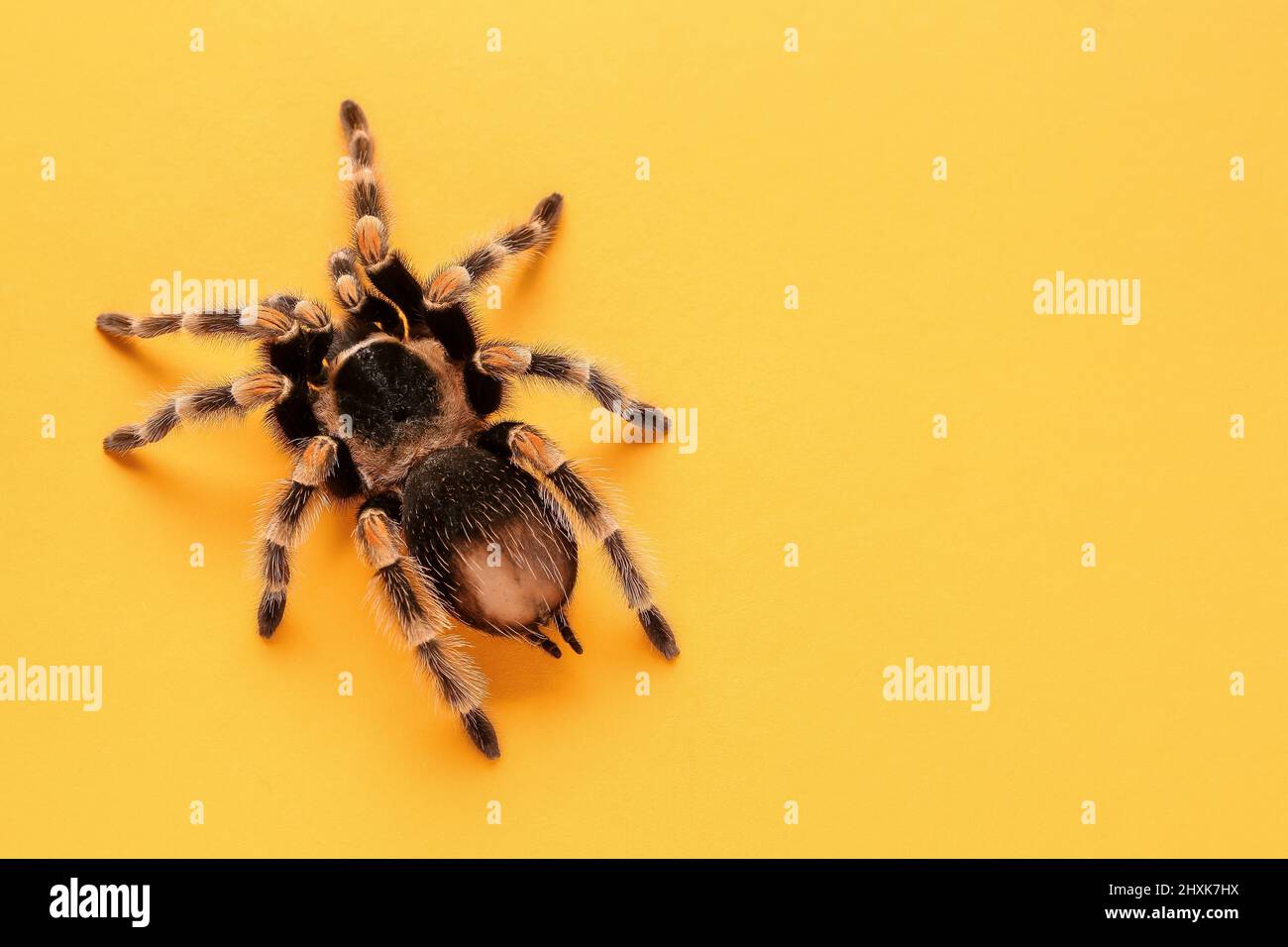 Scary tarantula spider on orange background Stock Photo - Alamy