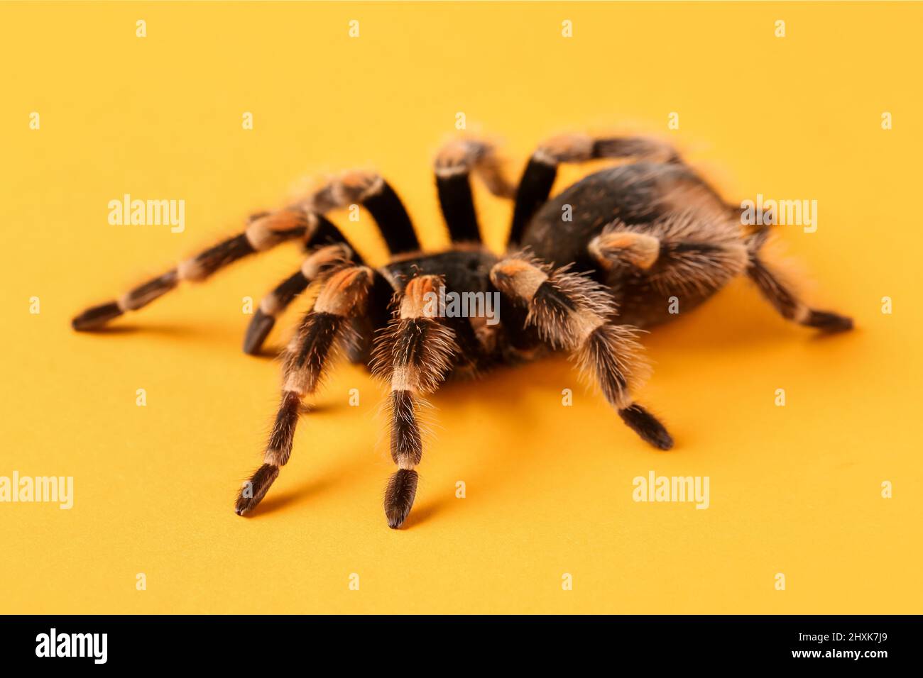 Scary tarantula spider on orange background Stock Photo - Alamy