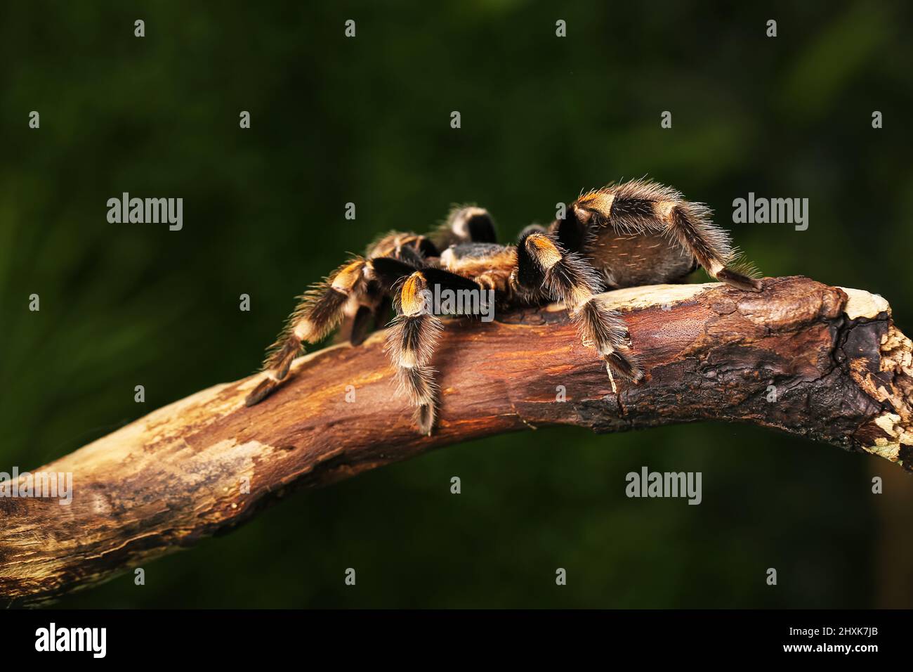 Scary tarantula spider on wooden branch in terrarium Stock Photo - Alamy