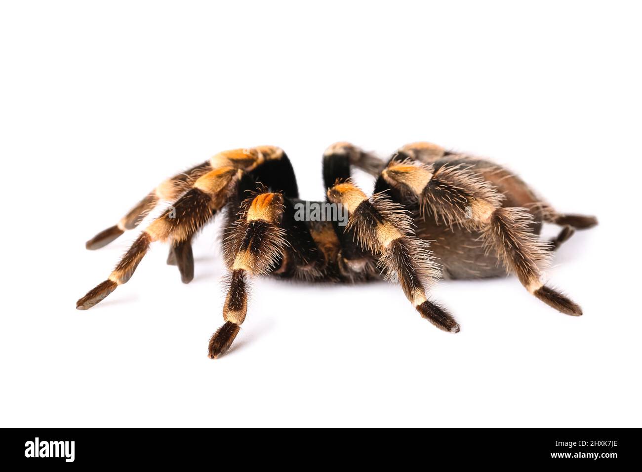 Scary tarantula spider on white background Stock Photo - Alamy
