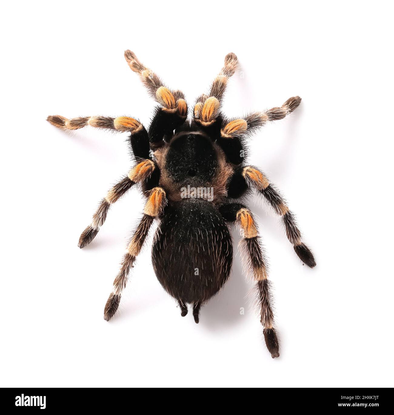 Scary tarantula spider on white background Stock Photo - Alamy