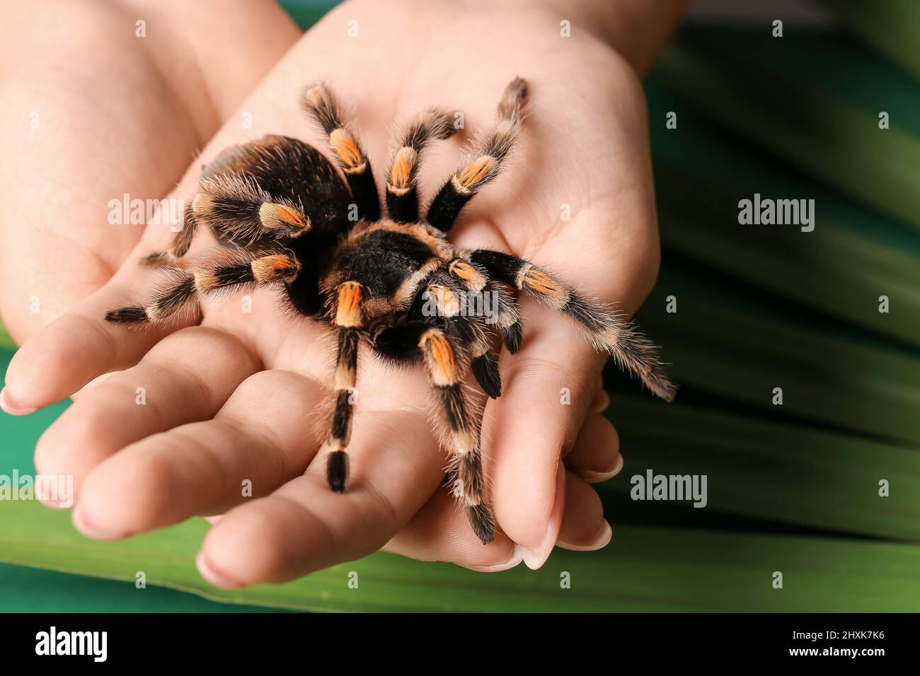 Woman with scary tarantula spider, closeup Stock Photo - Alamy