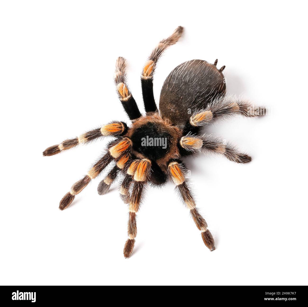 Scary tarantula spider on white background Stock Photo - Alamy
