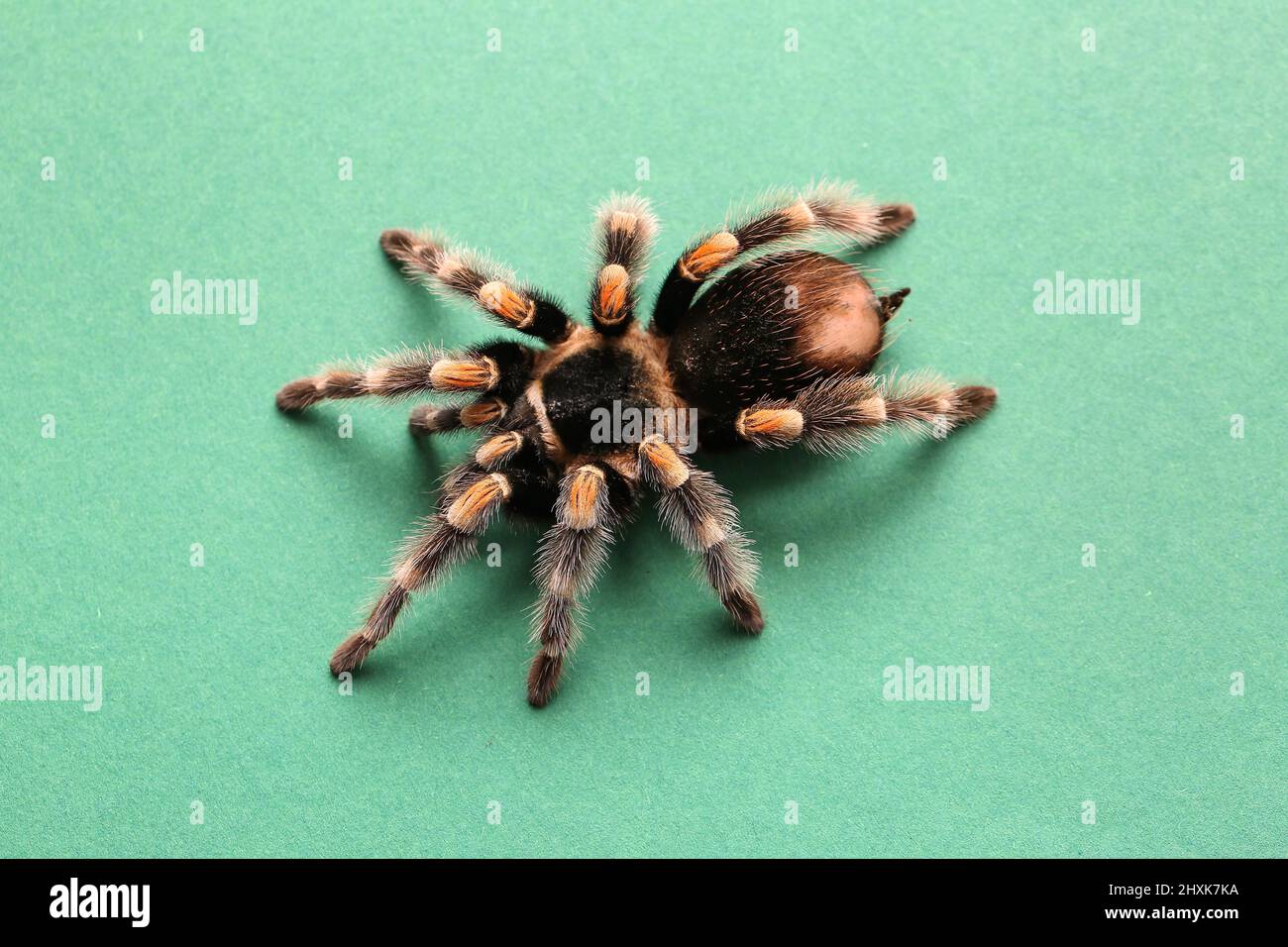 Scary tarantula spider on green background Stock Photo - Alamy