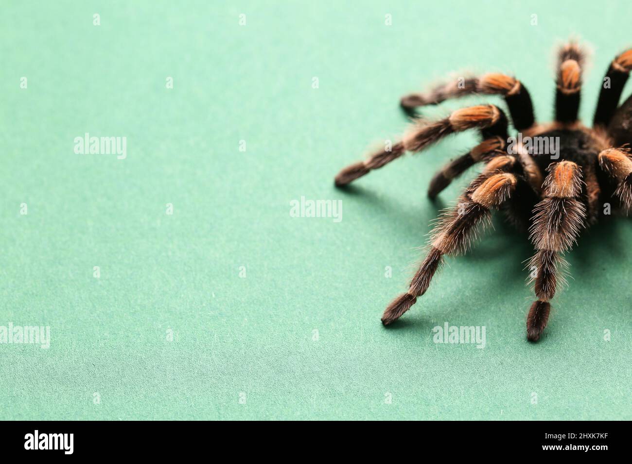 Scary tarantula spider on green background Stock Photo - Alamy