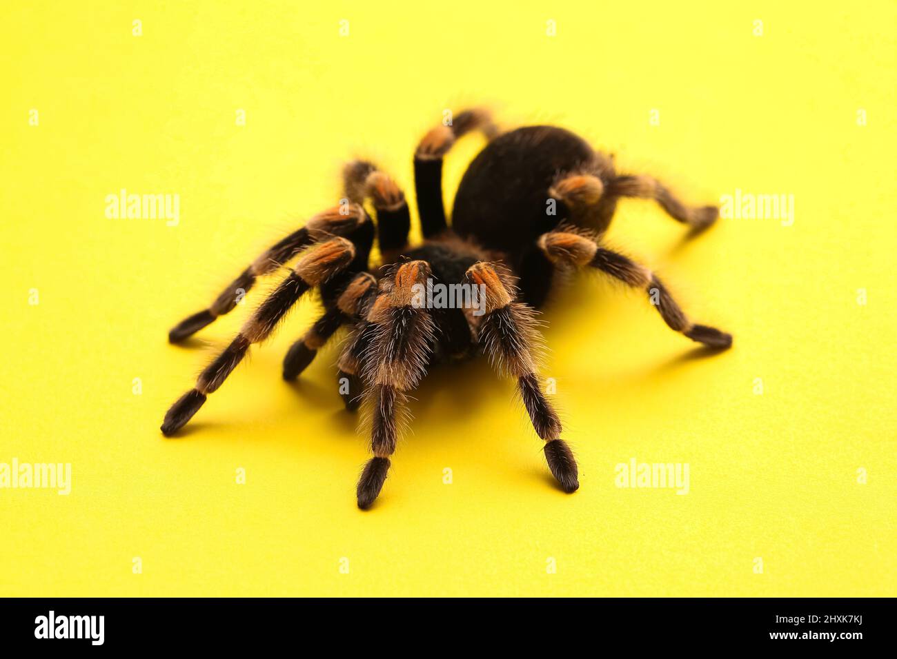 Scary tarantula spider on yellow background Stock Photo - Alamy