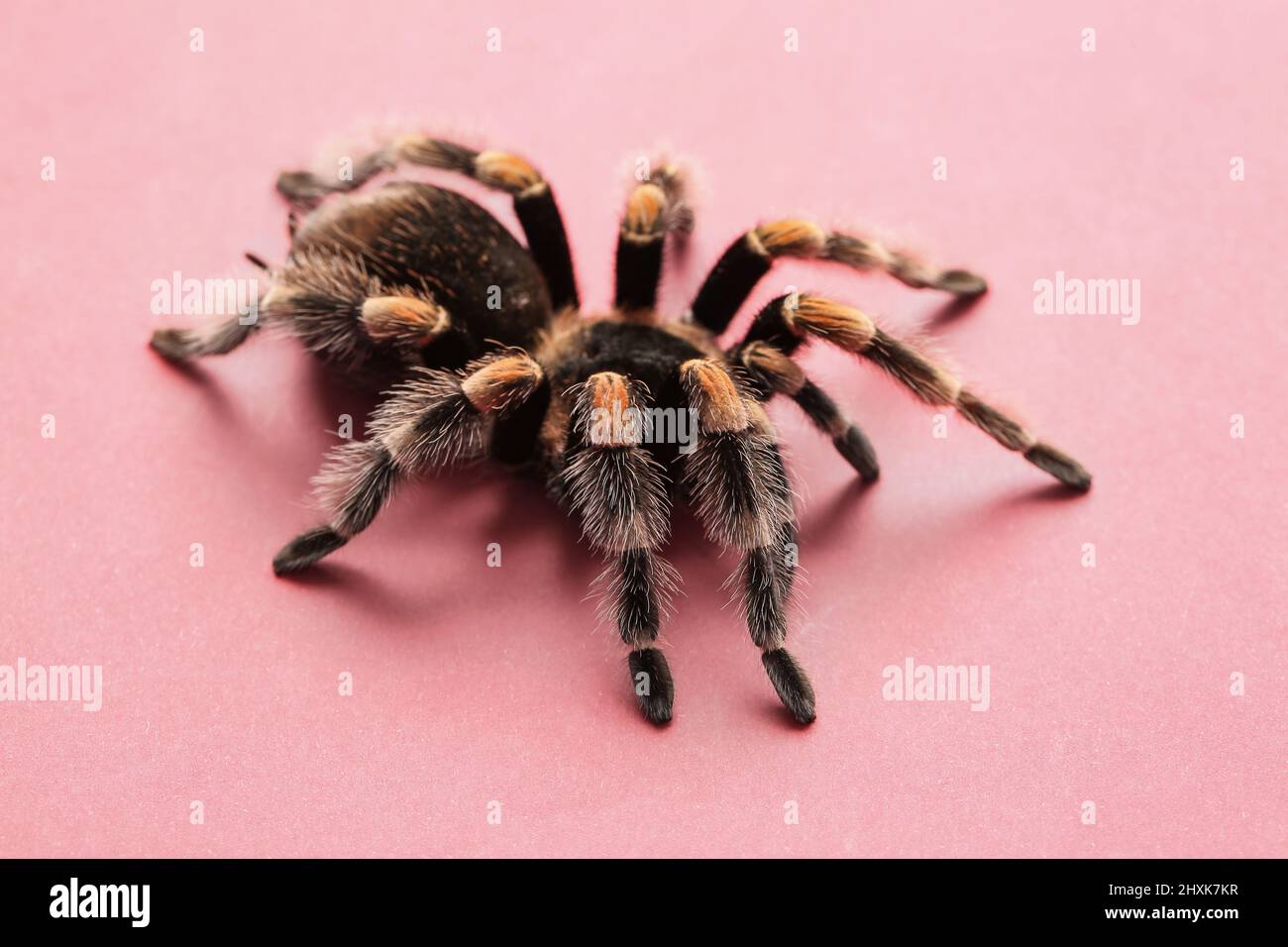 Scary tarantula spider on pink background Stock Photo - Alamy