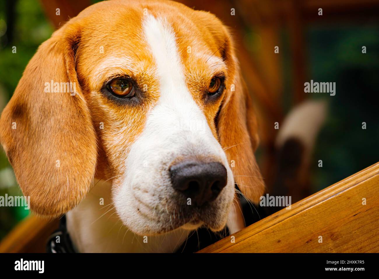 Beagle dog portrait hi-res stock photography and images - Alamy