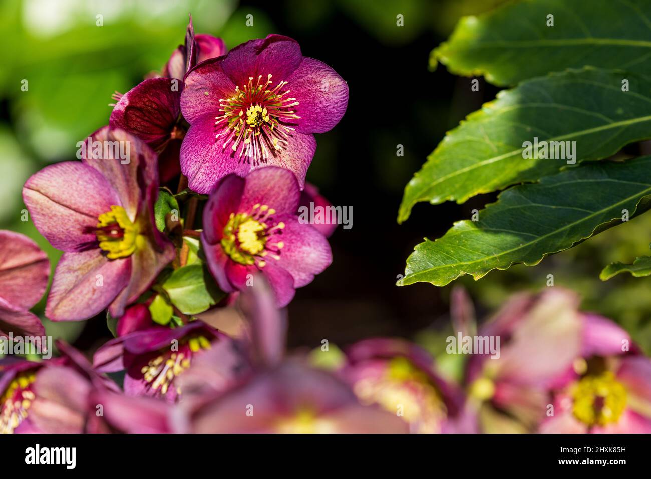 Lenten roses hi-res stock photography and images - Alamy