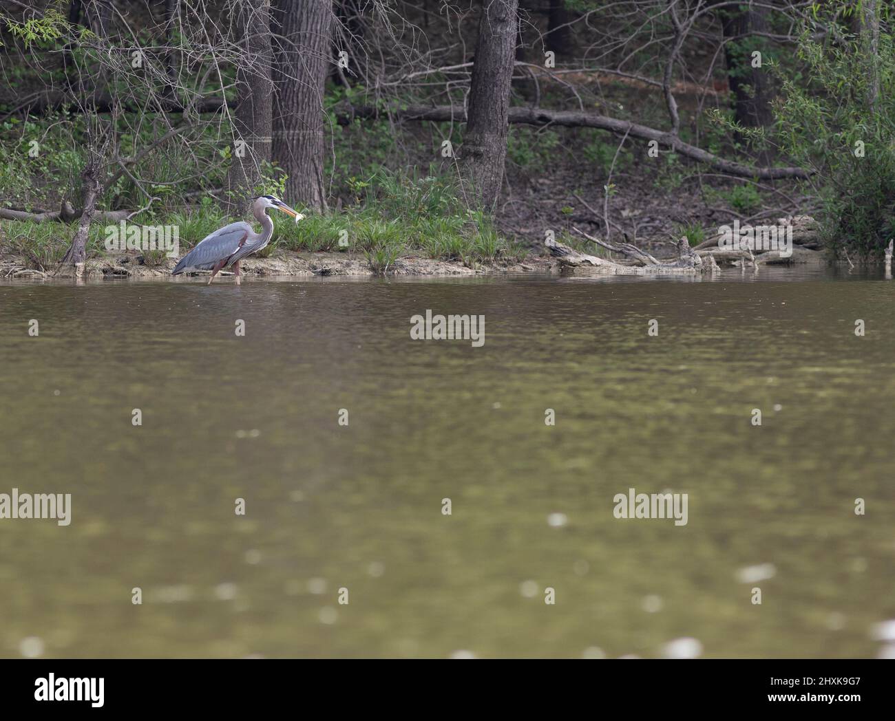 Great blue heron with a fish in its beak at Jordan Lake North Carolina ...