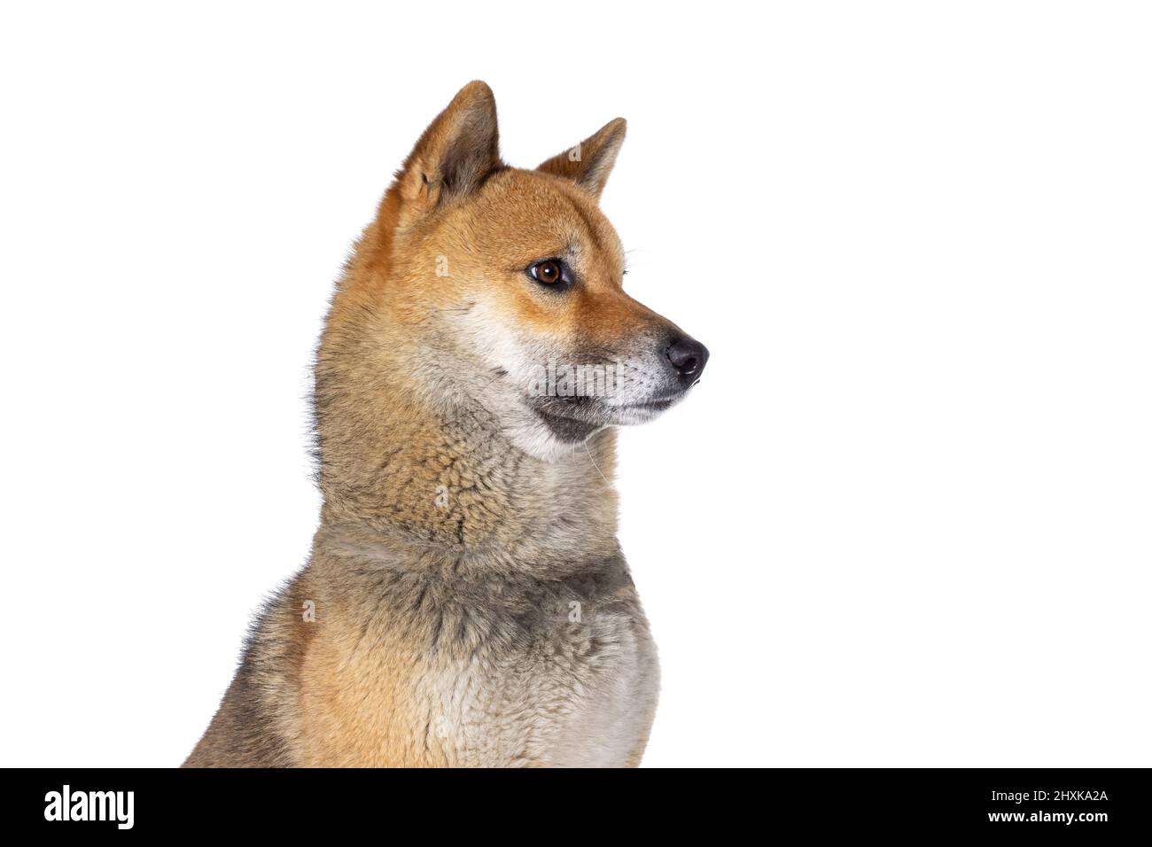 Head shot of handsome Shiba Inu dog, sitting side ways. Looking away ...