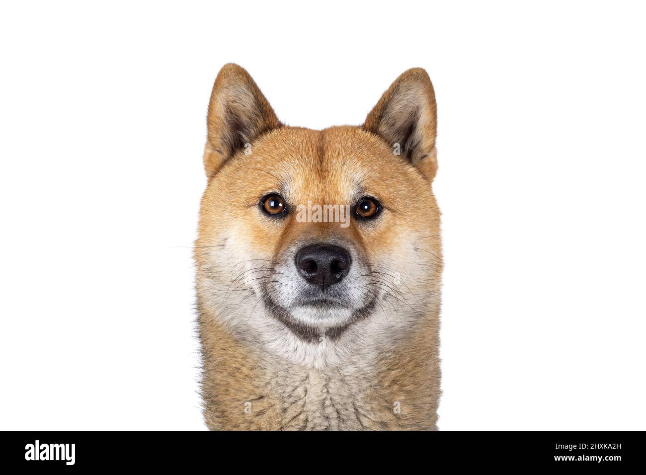 Head shot of handsome Shiba Inu dog, sitting facing front. Looking ...