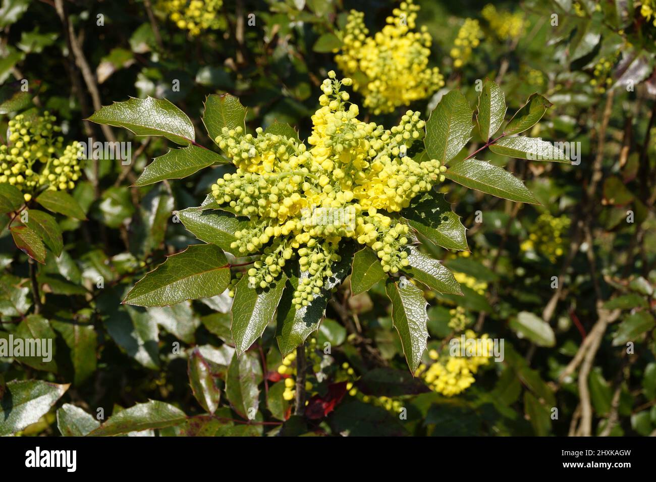 Mahonia march hi-res stock photography and images - Alamy