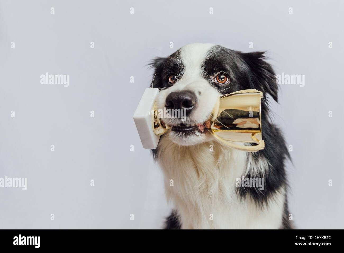 Cute puppy dog border collie holding gold champion trophy cup in mouth ...