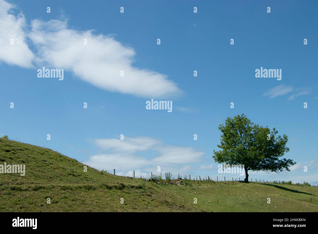 lone tree against a blue sky with white clouds, Gloucestershire, UK ...