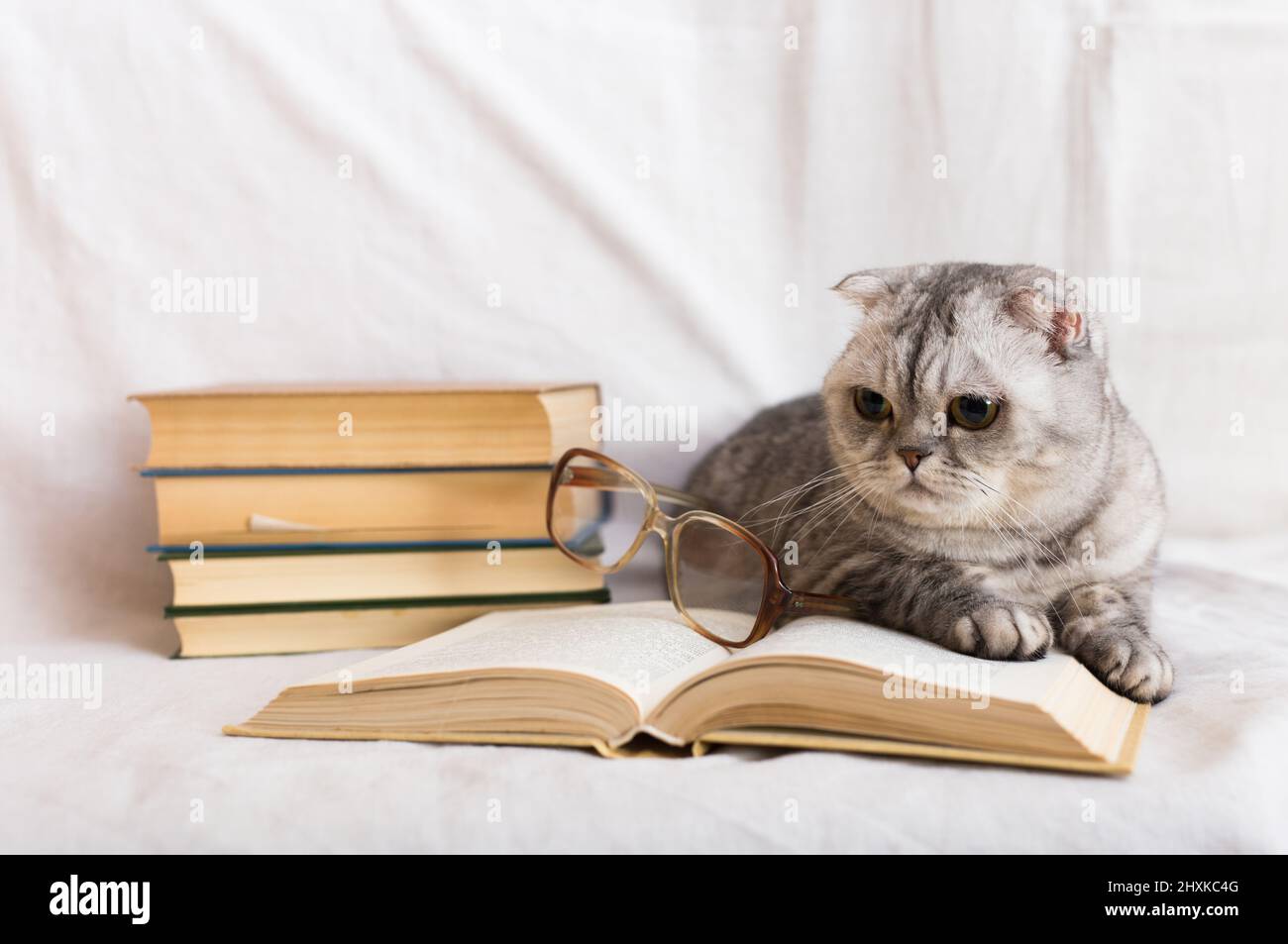 Reader cat. curious gray scottish fold cat lying on open book and ...