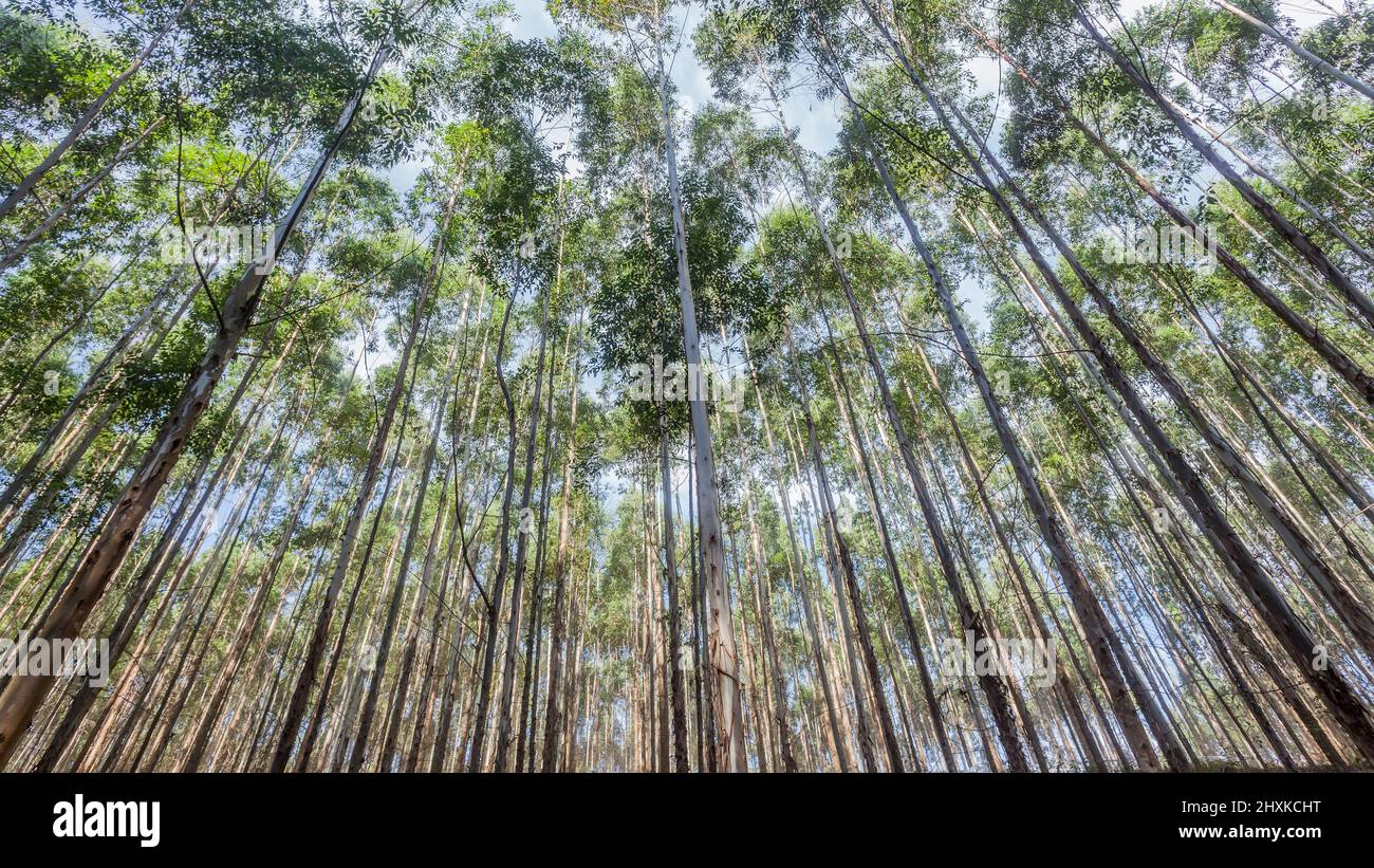 Gum tree lumber farming forestry crop on hillside long thin maize ...