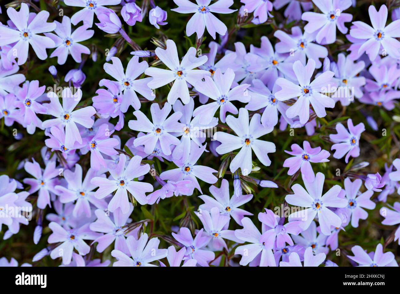 Violet moss phlox. Floral background with subulata flowers. Purple ...