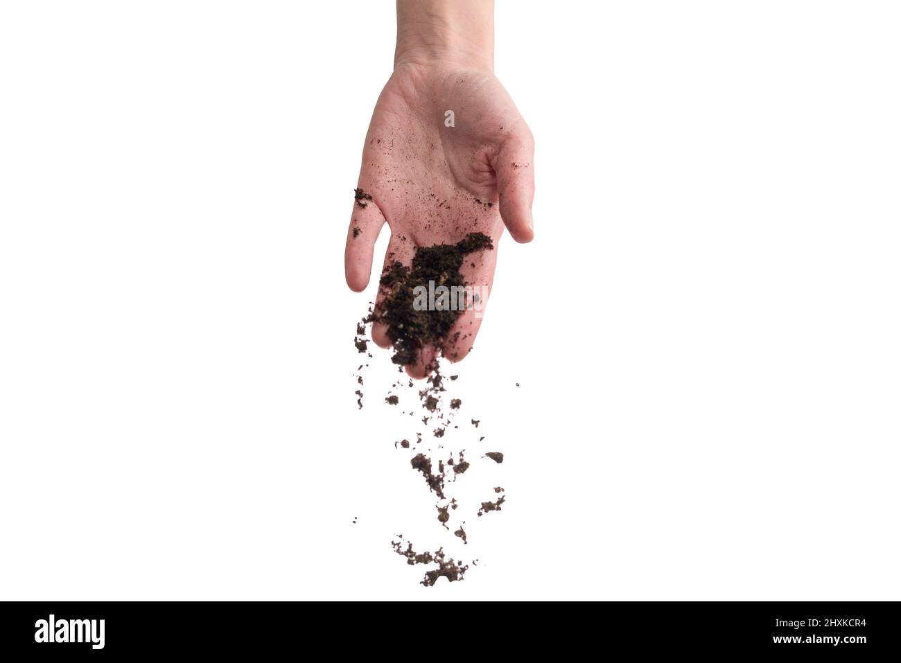 Brown soil in woman hands isolated on white background. The soil falls ...