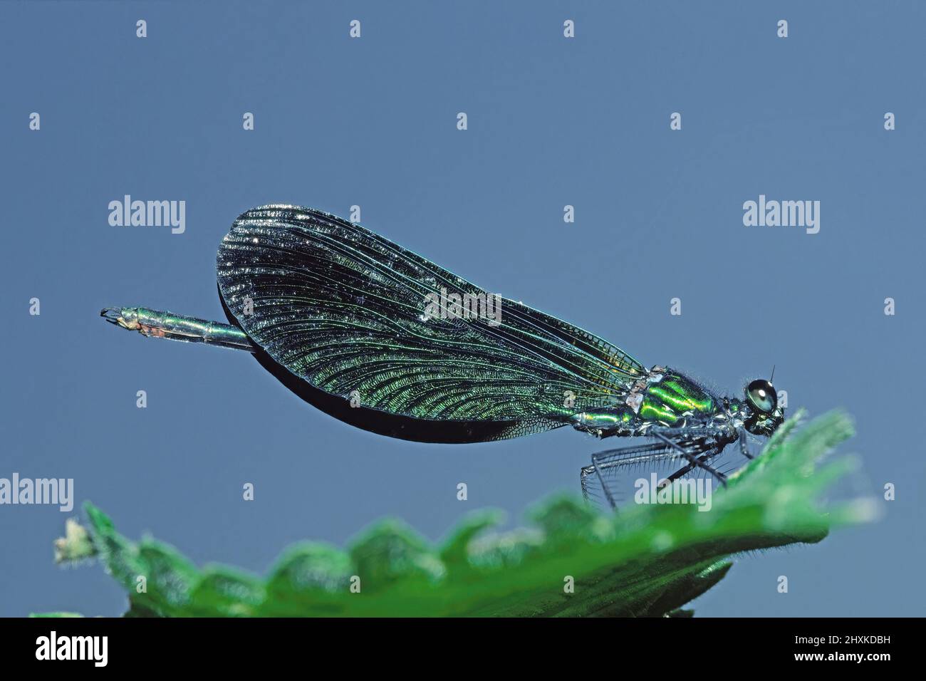 beautiful demoiselle, male specimen of Calopteryx virgo, Calopterygidae ...