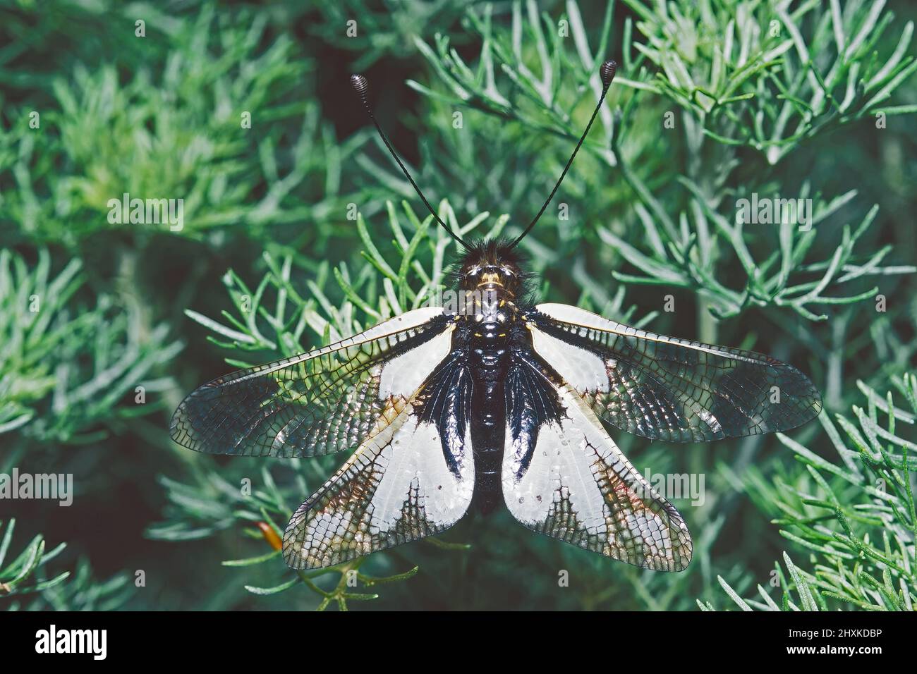 female specimen of owly sulphur resting on a herbaceous plant ...
