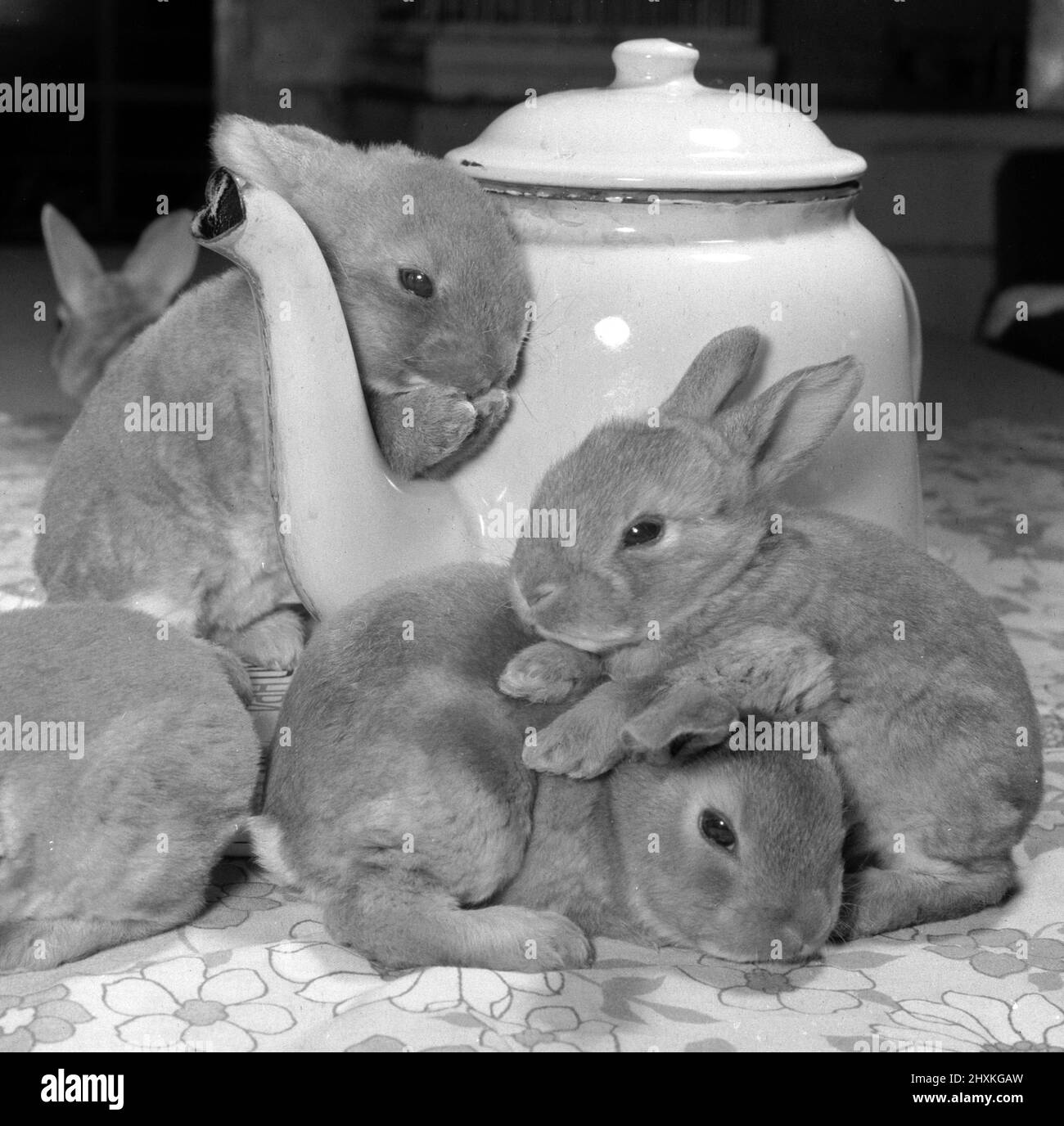 Real rabbits Black and White Stock Photos & Images - Alamy