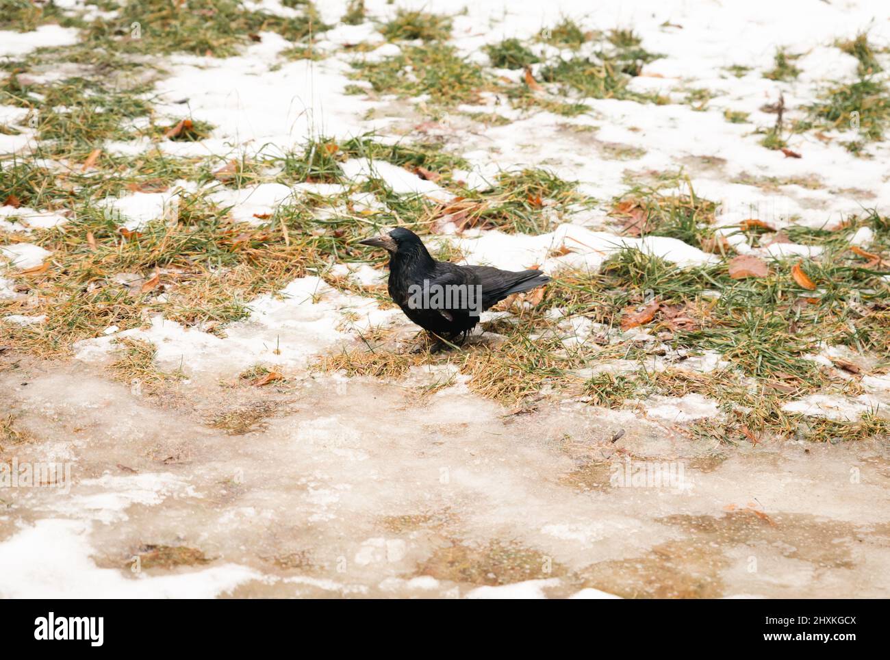 Black raven on the white snowy field green grass under snow Stock Photo ...