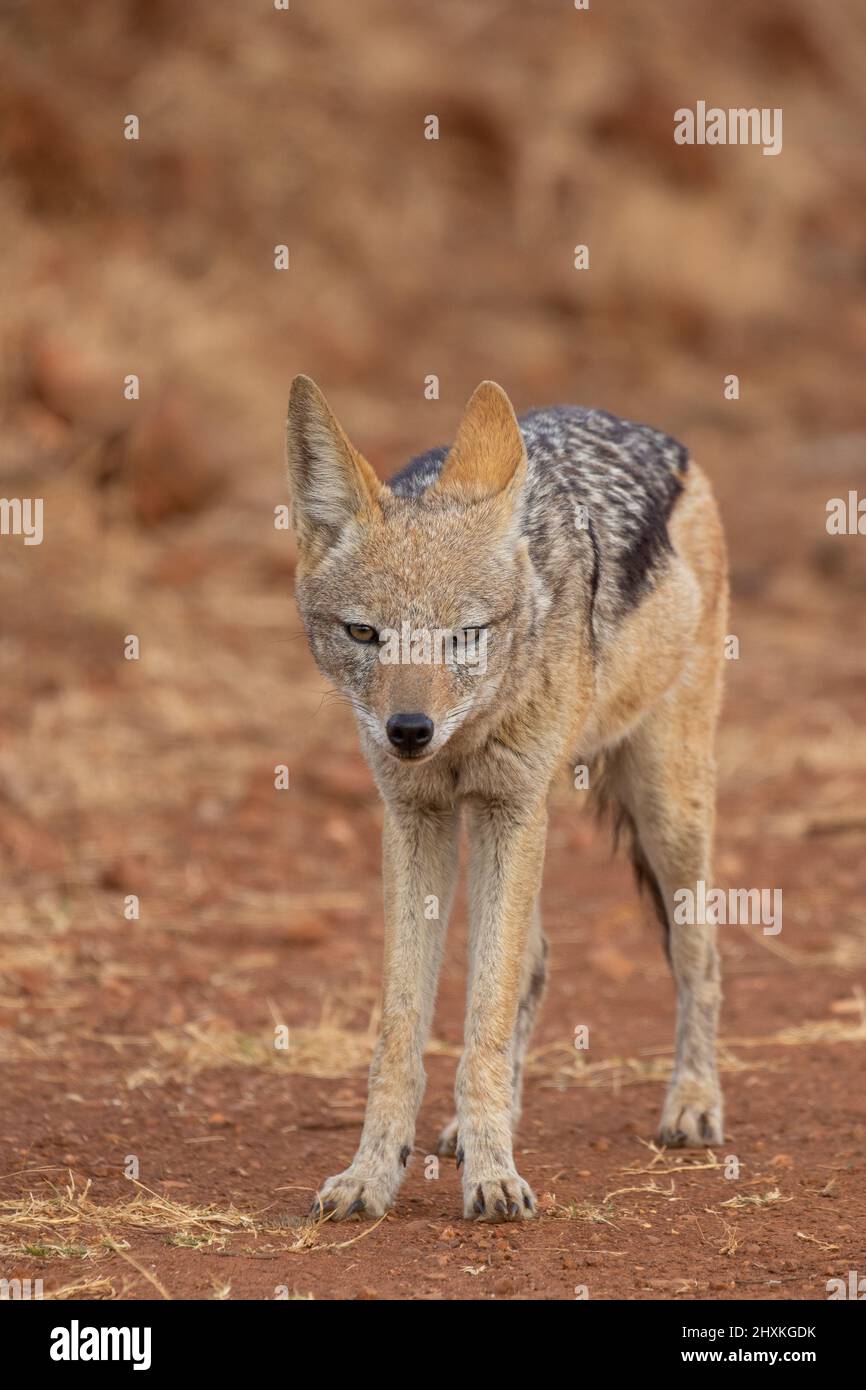 Black-backed Jackal, Kruger National Park Stock Photo - Alamy