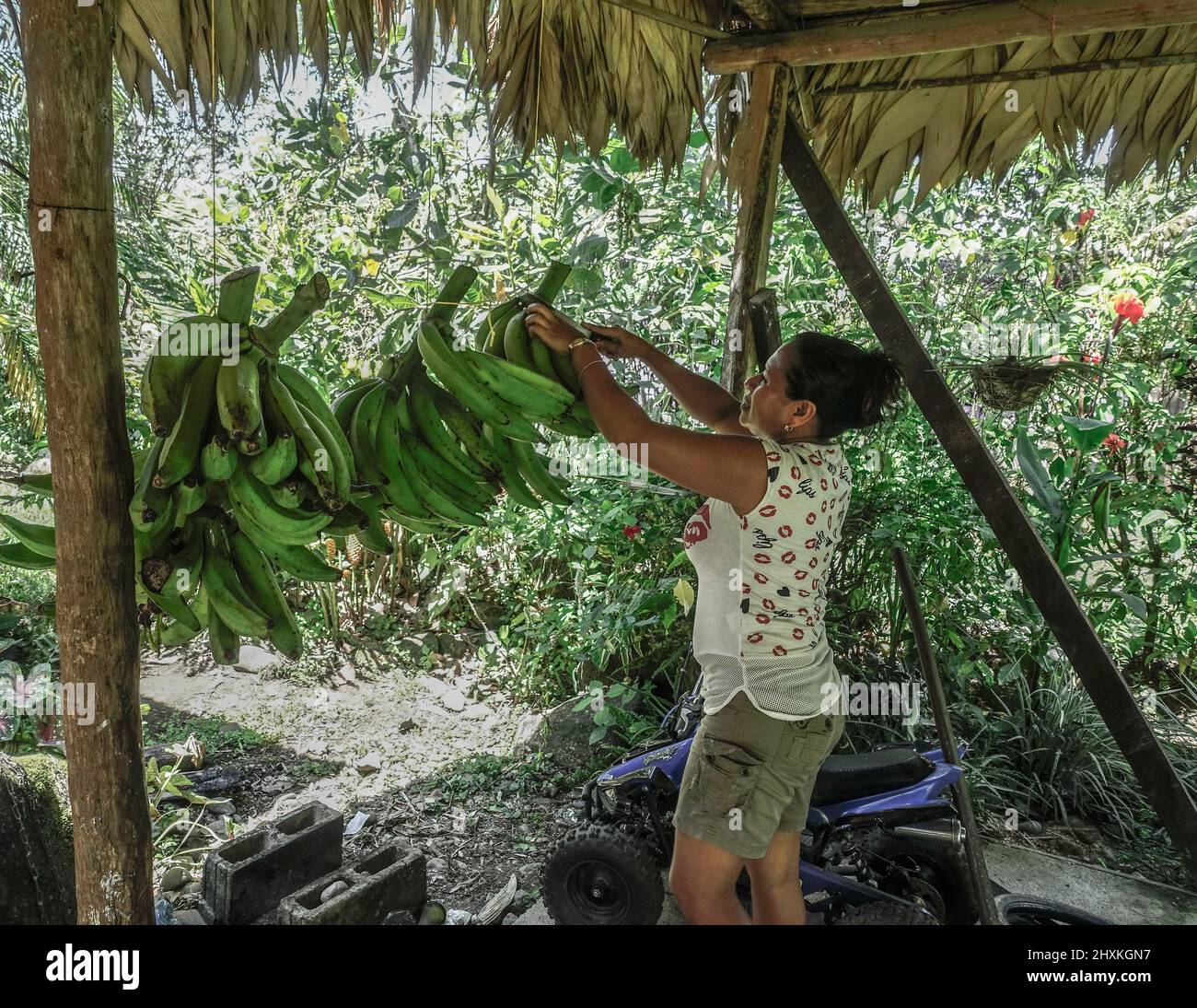 Cutting the plantain hi-res stock photography and images - Alamy