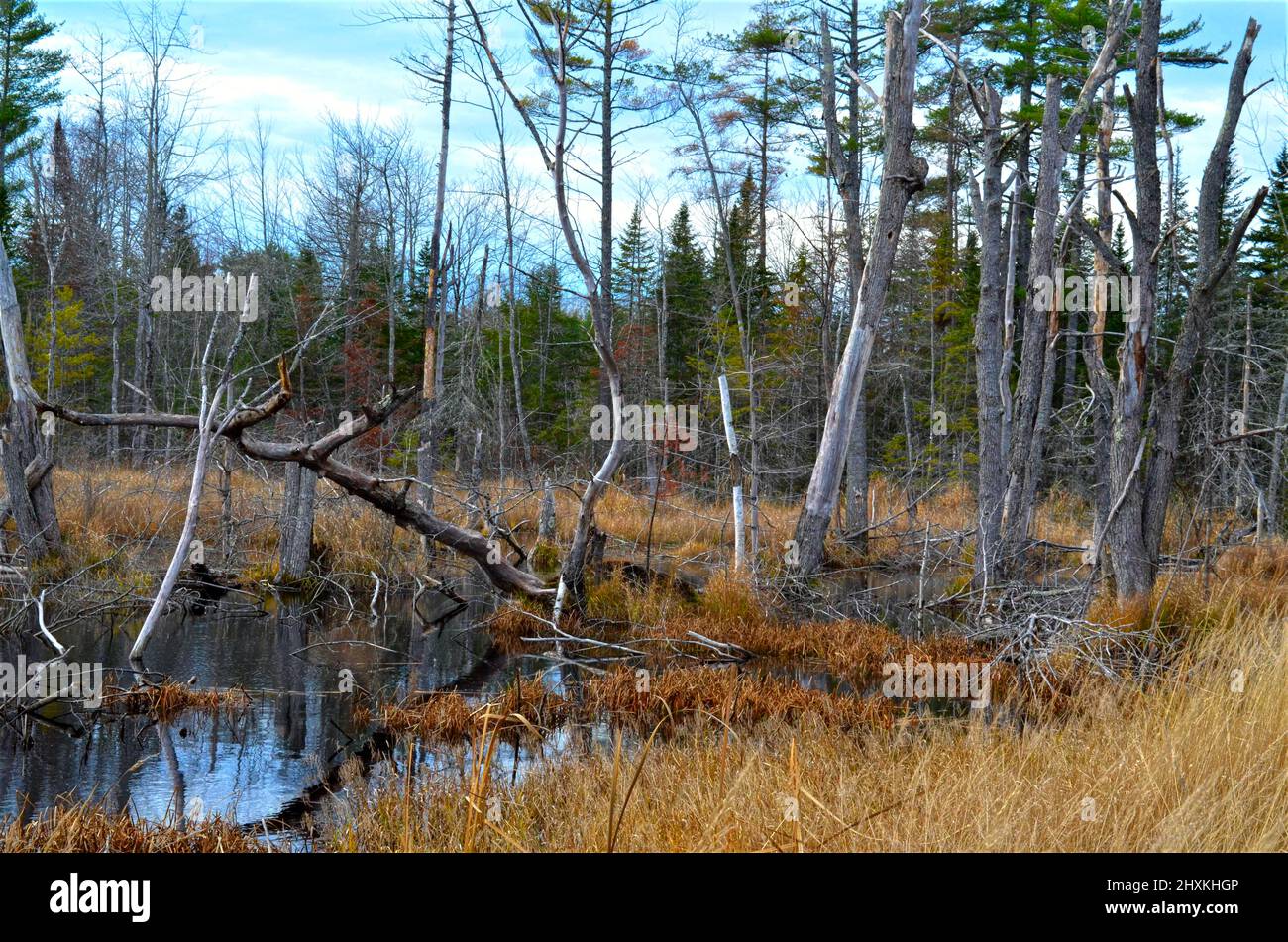 Woodland swamp hi-res stock photography and images - Alamy