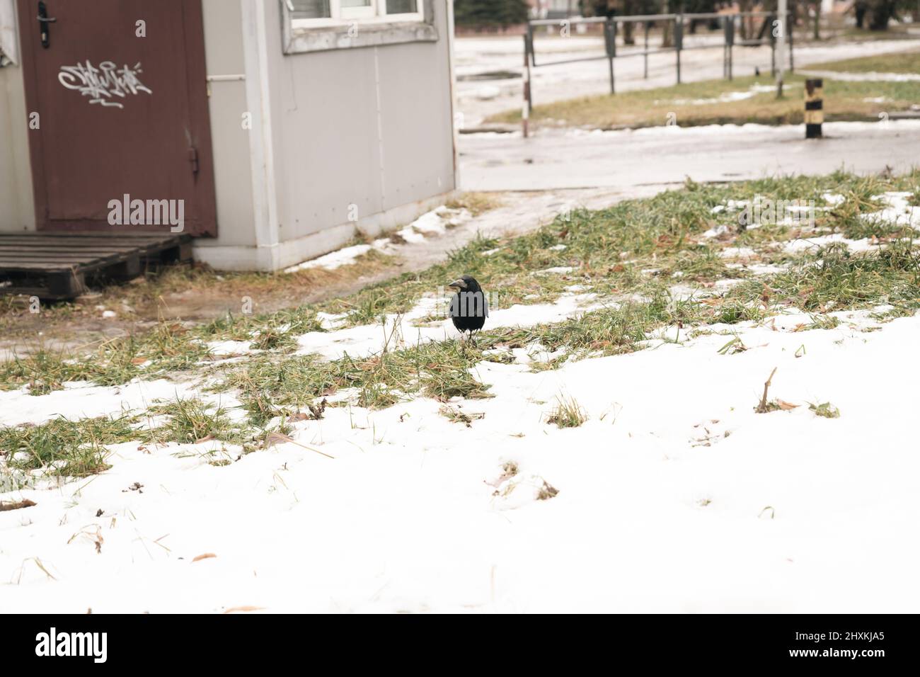 Black raven on the white snowy field green grass under snow Stock Photo ...