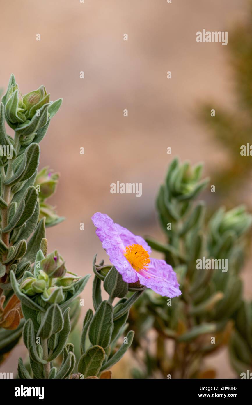 Cistus albidus, grey leaved cistus, growing on the side of the mountain ...
