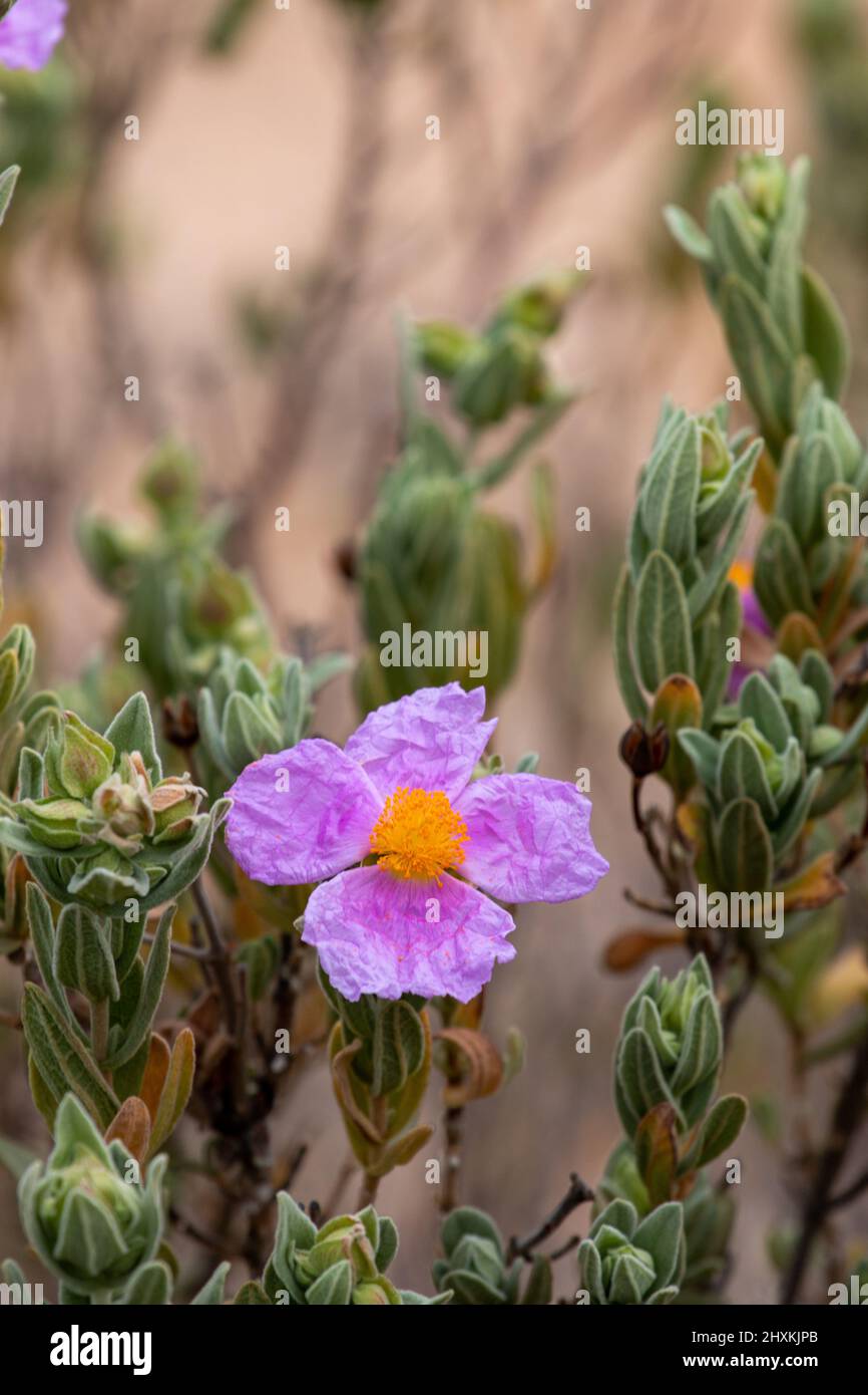 Cistus albidus, grey leaved cistus, growing on the side of the mountain ...