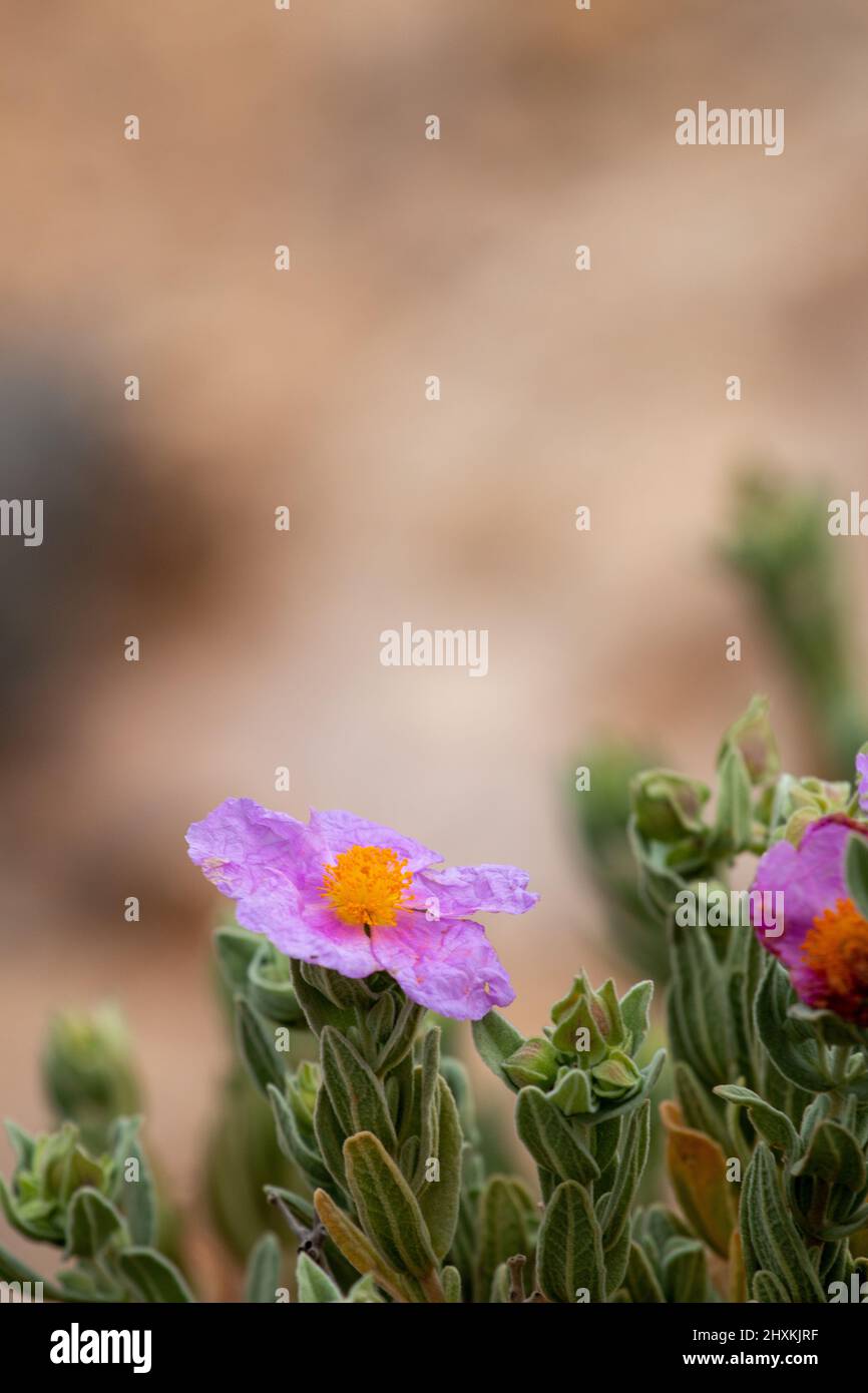 Cistus albidus, grey leaved cistus, growing on the side of the mountain ...