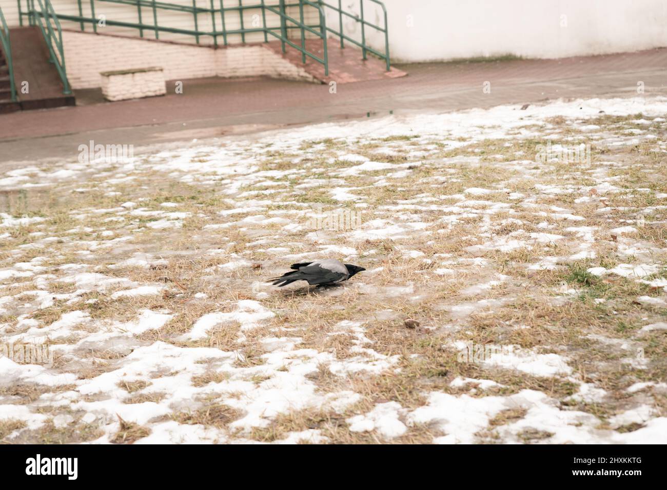 Raven snowy hi-res stock photography and images - Alamy