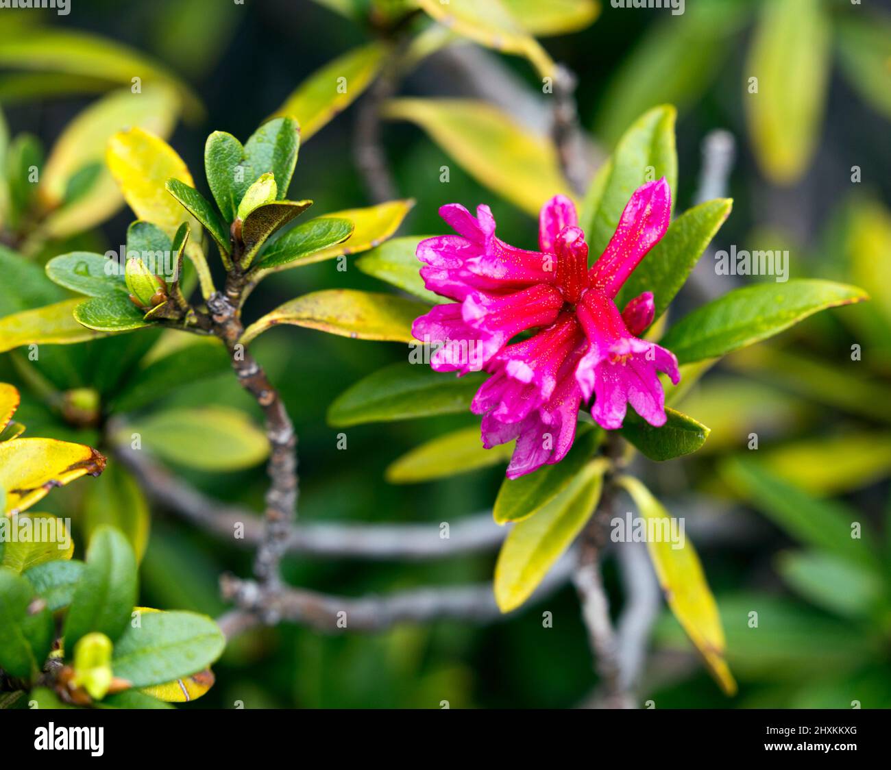 Close up photo of alpenrose flower in Italy Stock Photo - Alamy