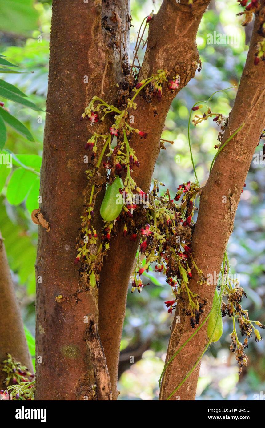Bimbli berry hi-res stock photography and images - Alamy