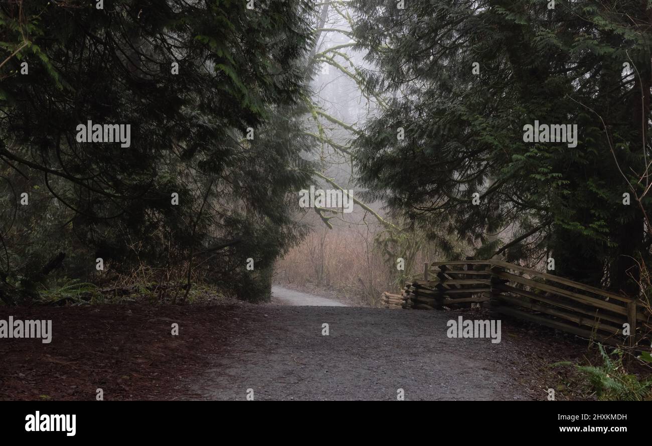Path in the Canadian rain forest with green trees Stock Photo - Alamy