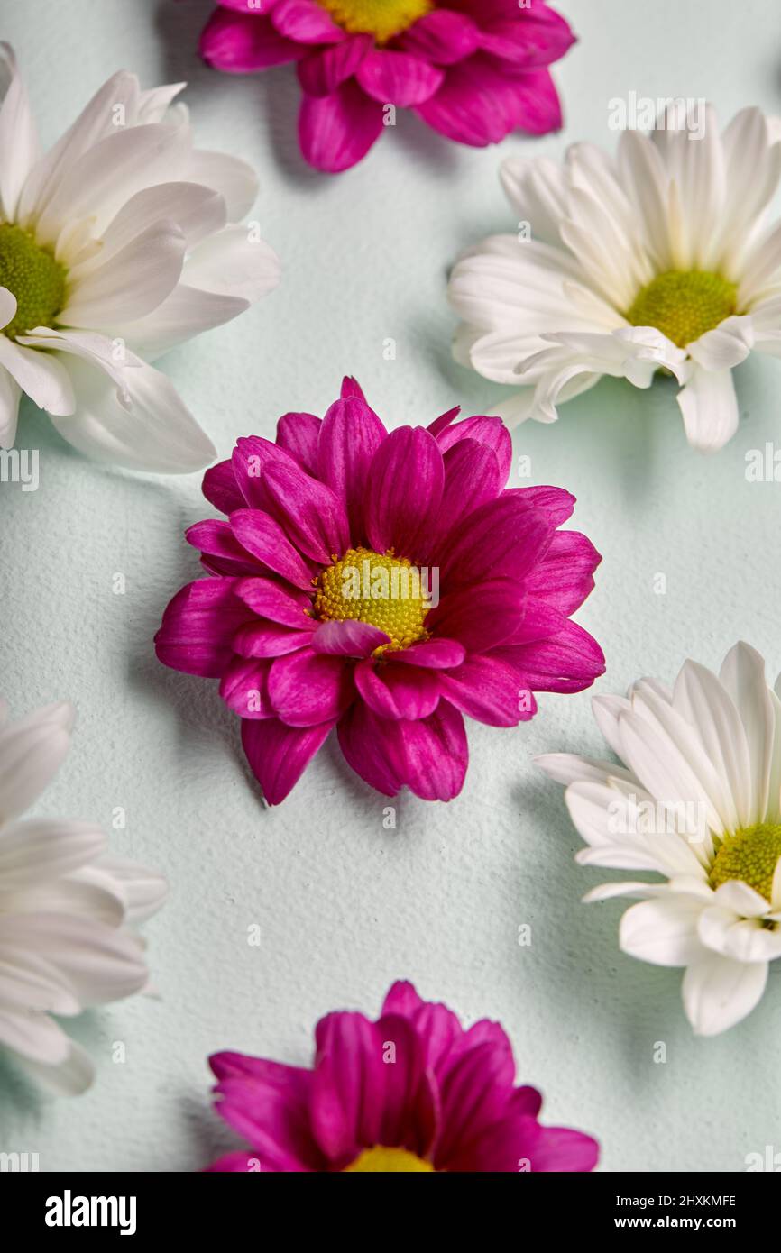 close-up of beautiful Pink and white gerbera flower isolated on pastel ...