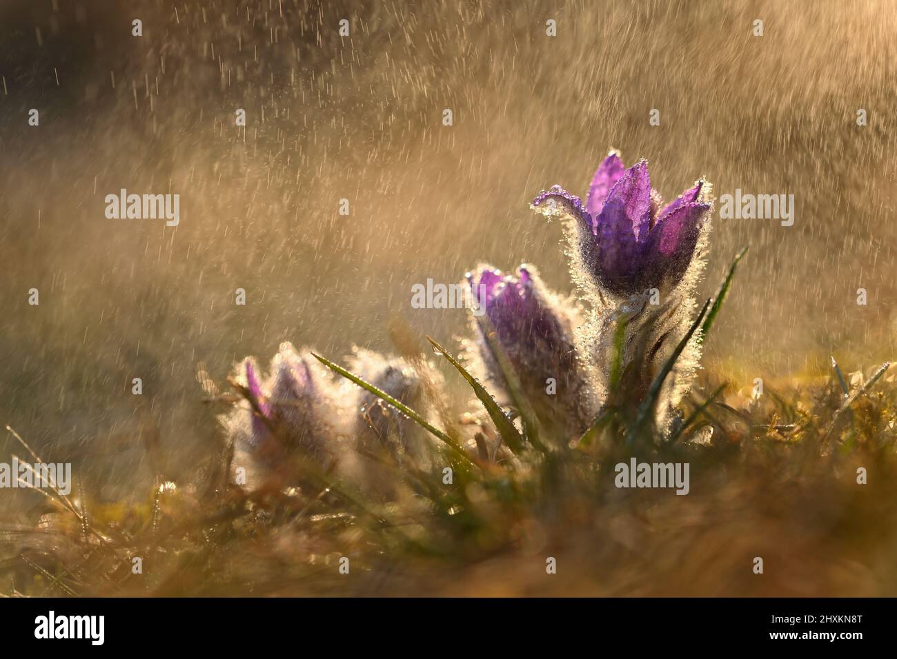 Nice little purple flower in the spring rain. Beautiful nature ...