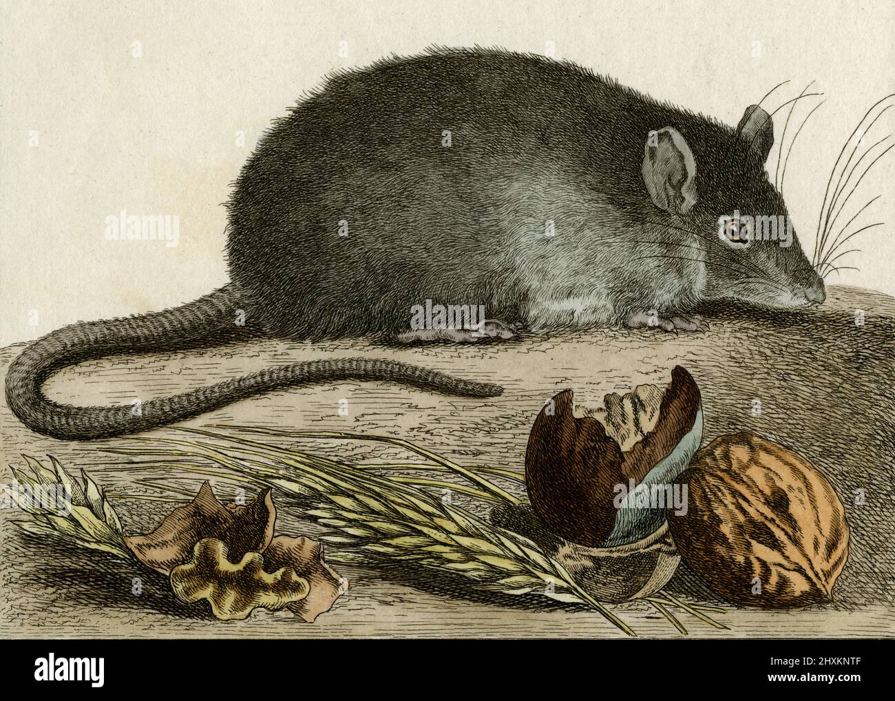 D1162 b3869 hi-res stock photography and images - Alamy