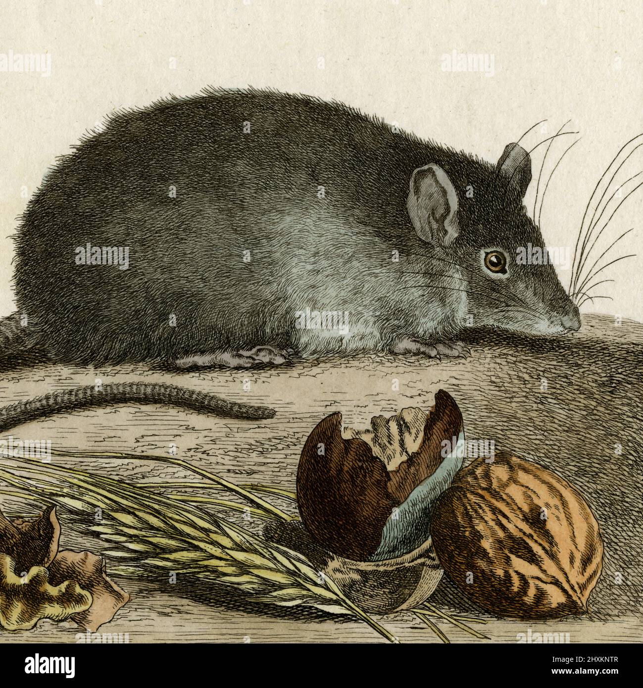 Le Rat, a long-tailed wild rodent. Square detail from engraving created ...