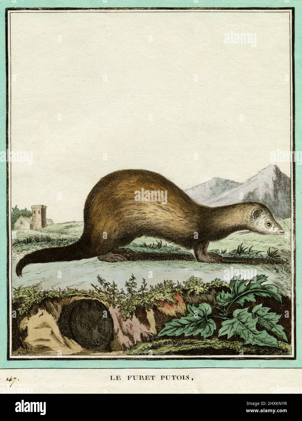 Le Furet Putois or Polecat Ferret, a hybrid between a wild European ...