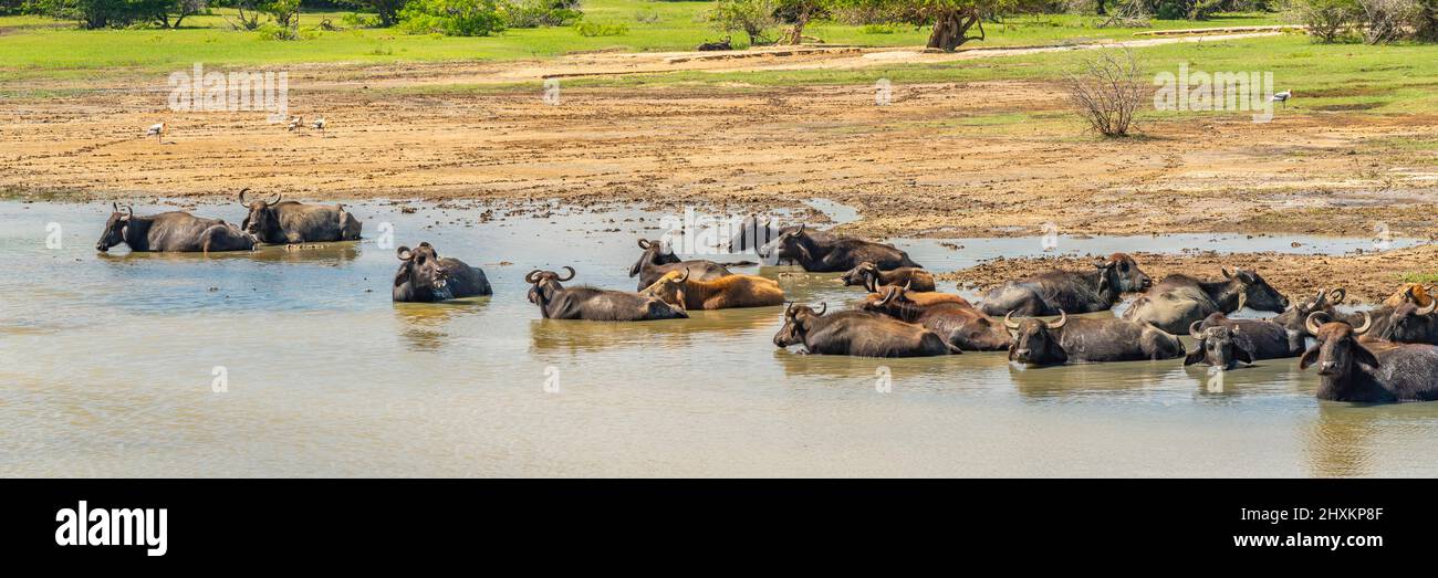Water buffalo resting in the water at the Yala National Park in Sri ...