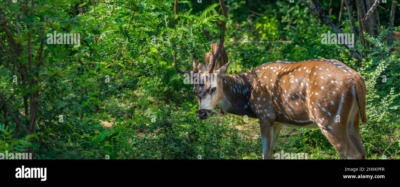 Wild single male spotted deer at the bushes in Yala National park, Sri ...