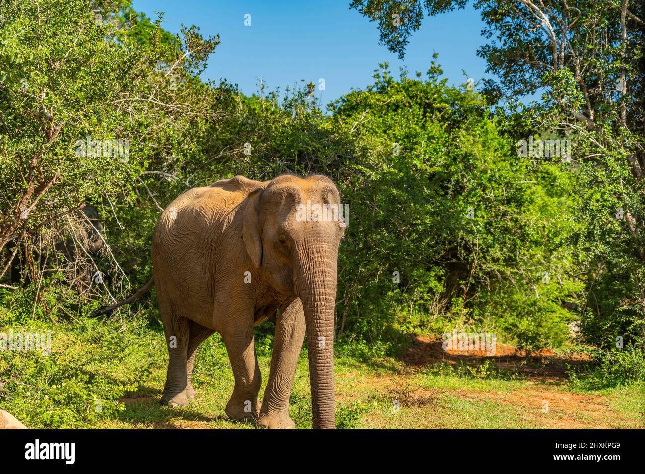 A single elephants go around a safari at Yala National Park, Sri Lanka ...