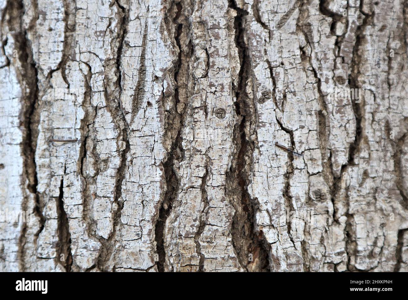 Tree bark background Stock Photo - Alamy