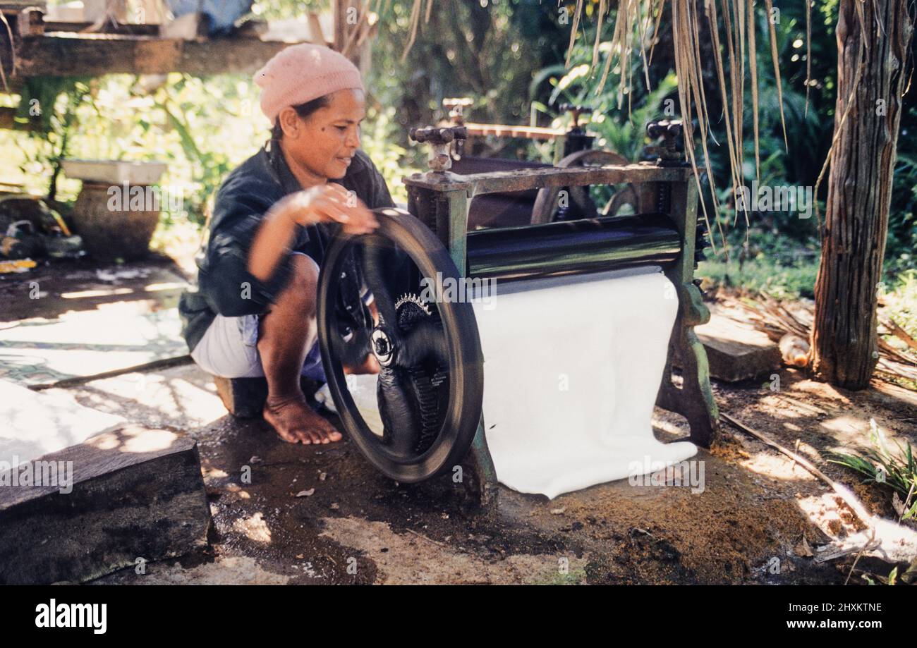 A plantation worker with a roll press is preparing the rubber sheets ...