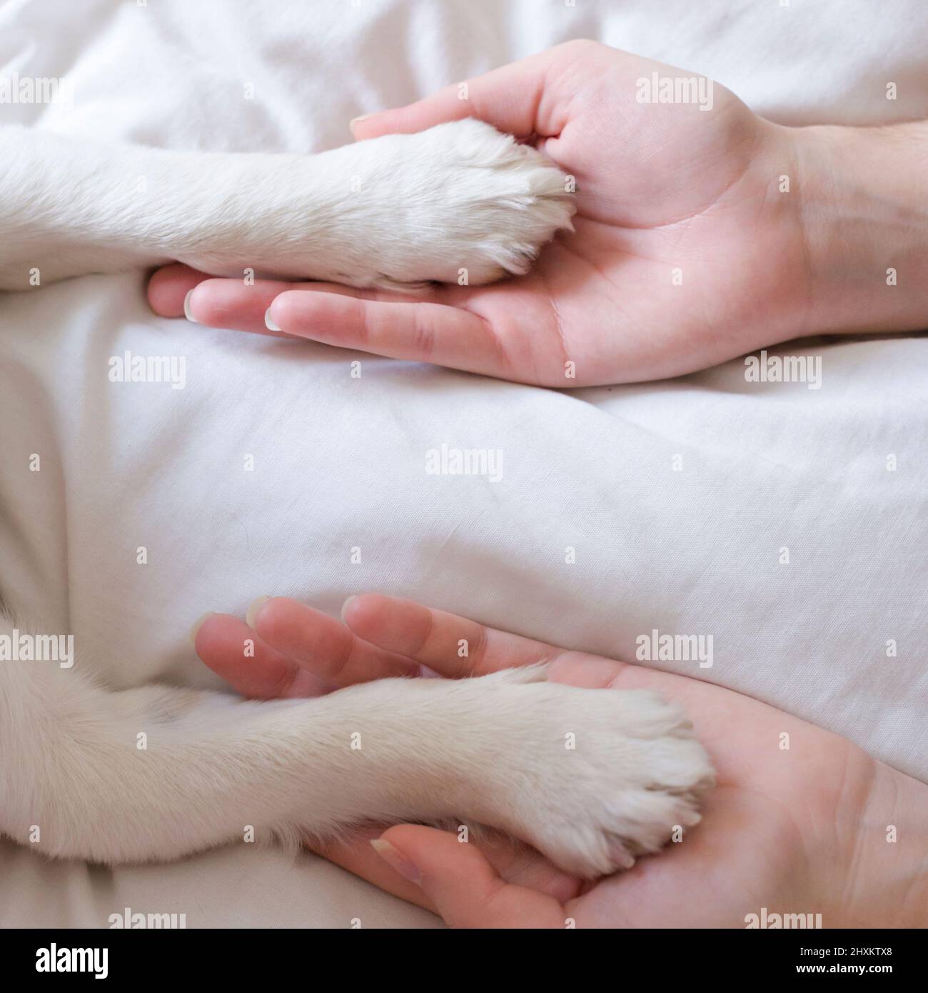 Paws for people hi-res stock photography and images - Alamy