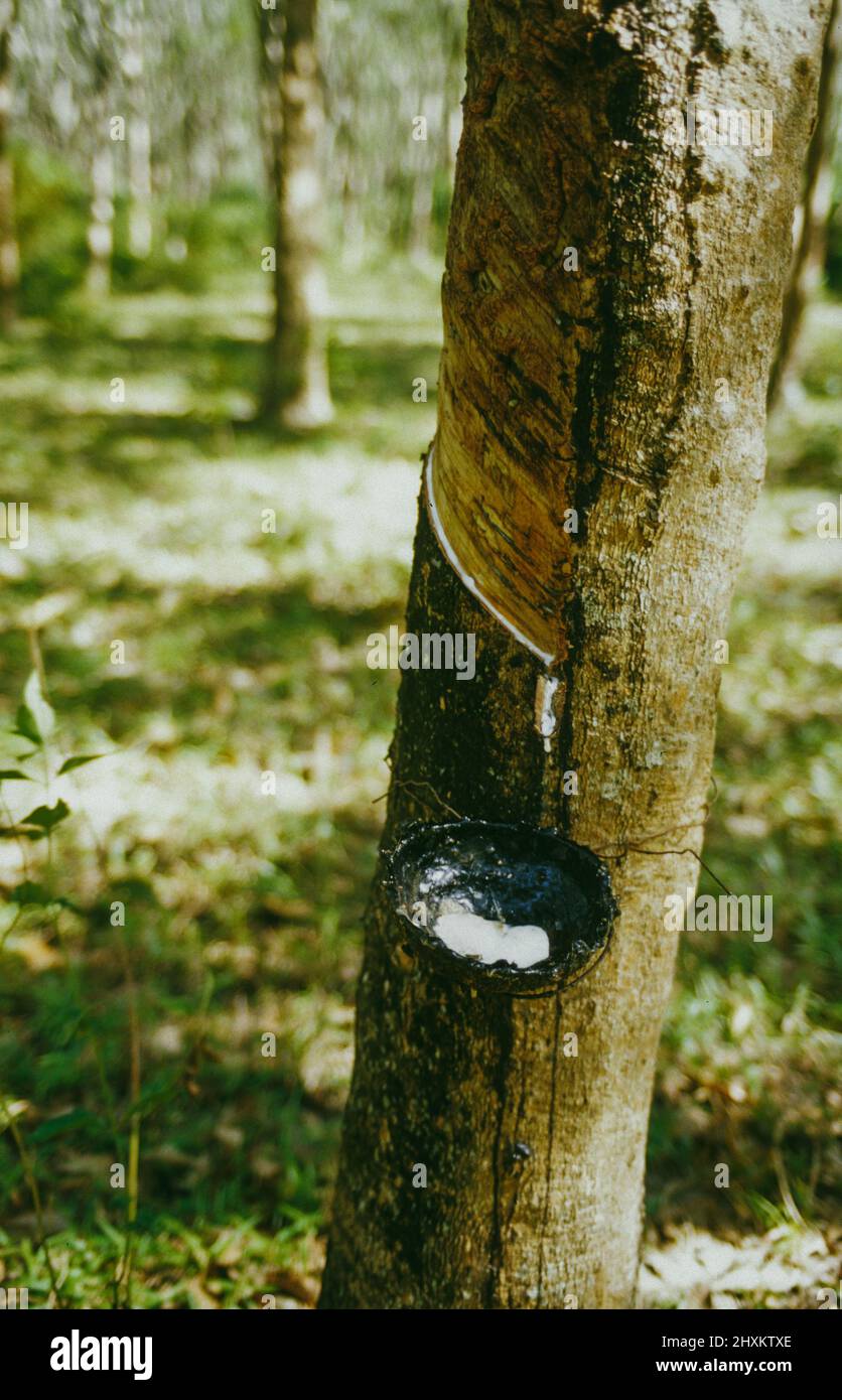 Latex ernte hi-res stock photography and images - Alamy